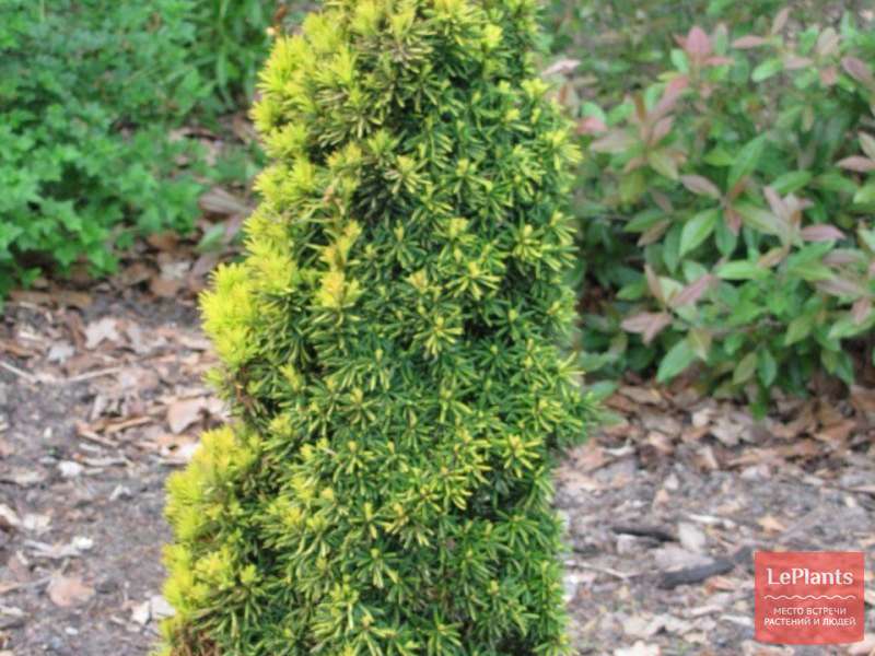 Туя японская (Thuja standishii) — описание, выращивание, фото | на ...