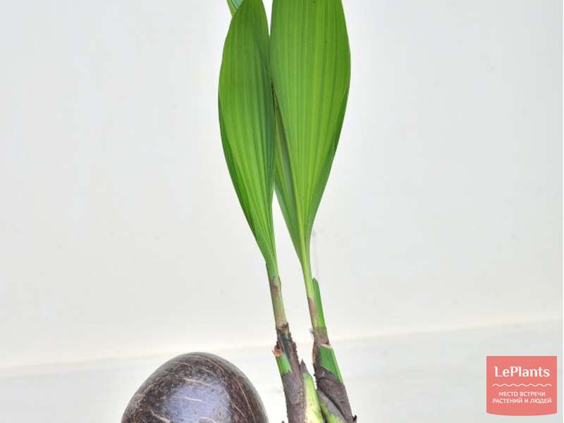 Кокос (Cocos) — описание, выращивание, фото | на LePlants.ru