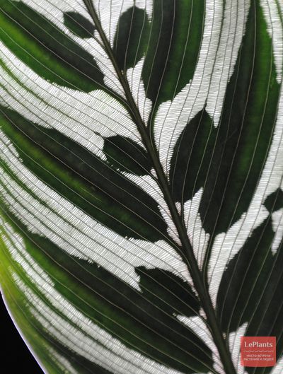 Калатея Макоя (Calathea makoyana) — описание, выращивание, фото | на ...
