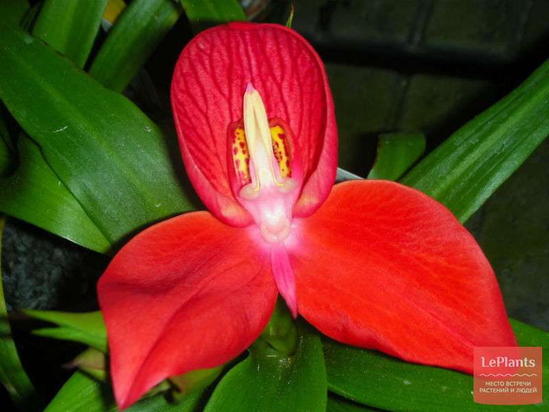 Диза — Сад "орхи" — Елена Джоган (id3446) — на Leplants.ru