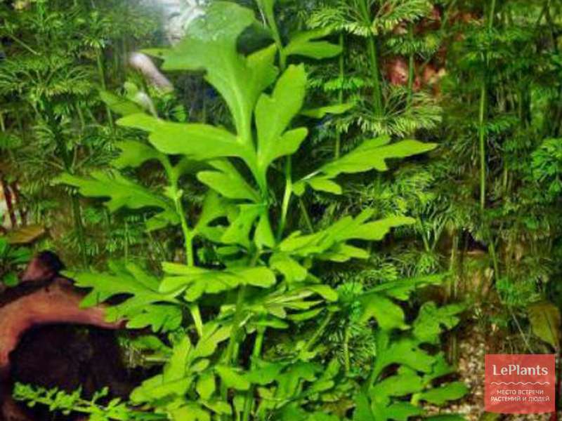 Цератоптерис рогатый (Ceratopteris cornuta) — описание, выращивание ...