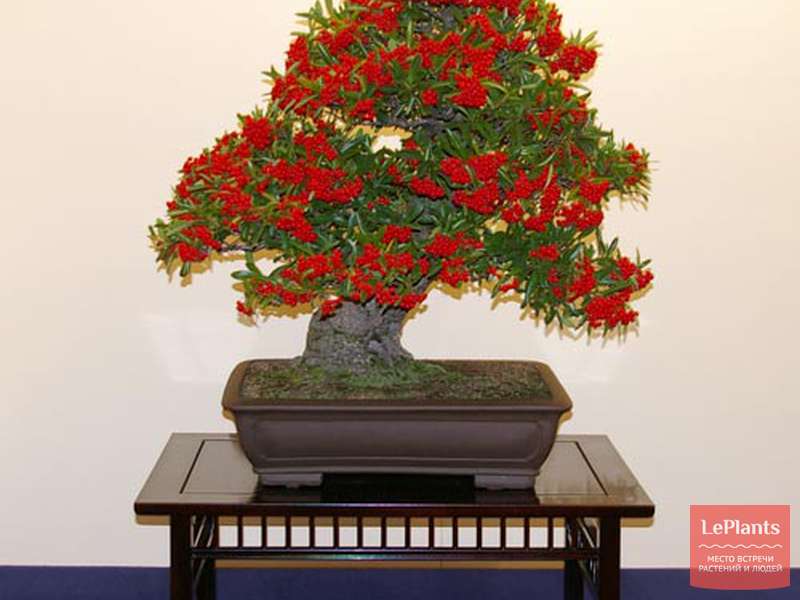 Пираканта красная (Pyracantha coccinea) — описание, выращивание, фото ...
