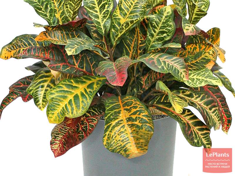 Кротон (Croton) — описание, выращивание, фото | на LePlants.ru