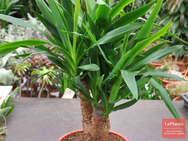 Юкка гигантская (Yucca gigantea) — описание, выращивание, фото | на ...