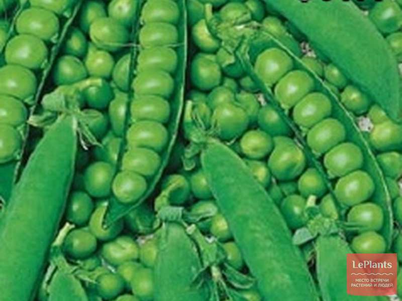 Горох овощной 'Фуга' — описание сорта, характеристики | на LePlants.ru