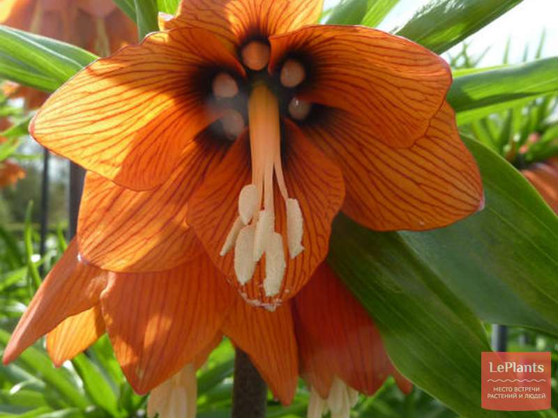 Рябчик императорский (Fritillaria imperialis) — описание, выращивание ...