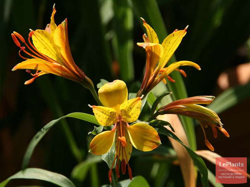 Альстремерия лигту — Сад "Моя любовь с первого взгляда" — Надежда ...