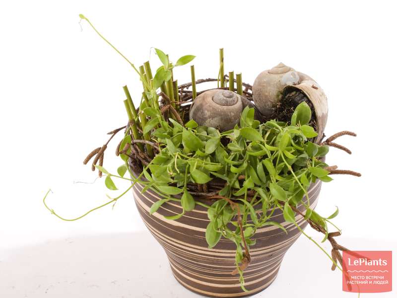 Дисхидия (Dischidia) — описание, выращивание, фото | на LePlants.ru