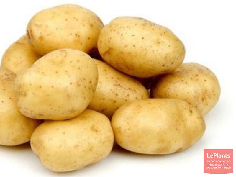 Картофель 'Лина' — описание сорта, характеристики | на LePlants.ru