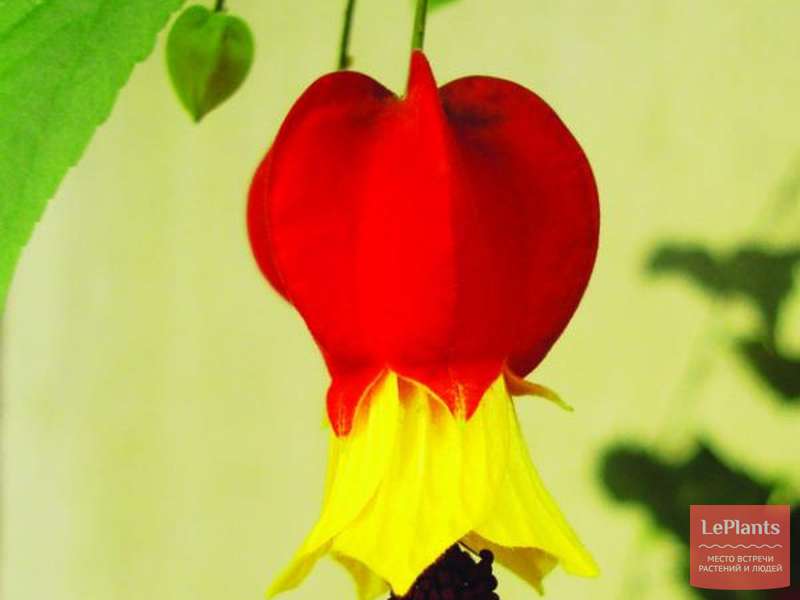 Абутилон мегапотамский (Abutilon megapotamicum) — описание, выращивание ...