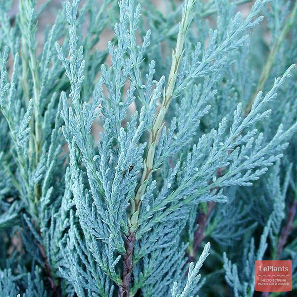 Можжевельник (Juniperus) — описание, выращивание, фото | на LePlants.ru