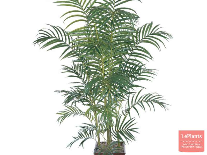 Арека — Сад "Домашние питомцы" — Milena Kvikvinia (id1402) — на Leplants.ru