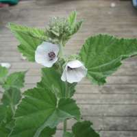 Просвирник (Malva) — описание, выращивание, фото | на LePlants.ru