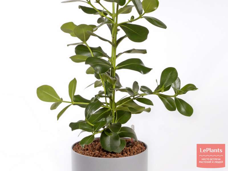 Клузия (Clusia) — описание, выращивание, фото | на LePlants.ru