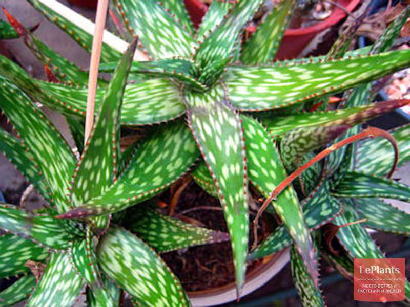 Алоэ сомаленсис (Aloe somaliensis) — описание, выращивание, фото | на ...