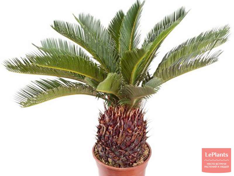 Цикас (Cycas) — описание, выращивание, фото | на LePlants.ru
