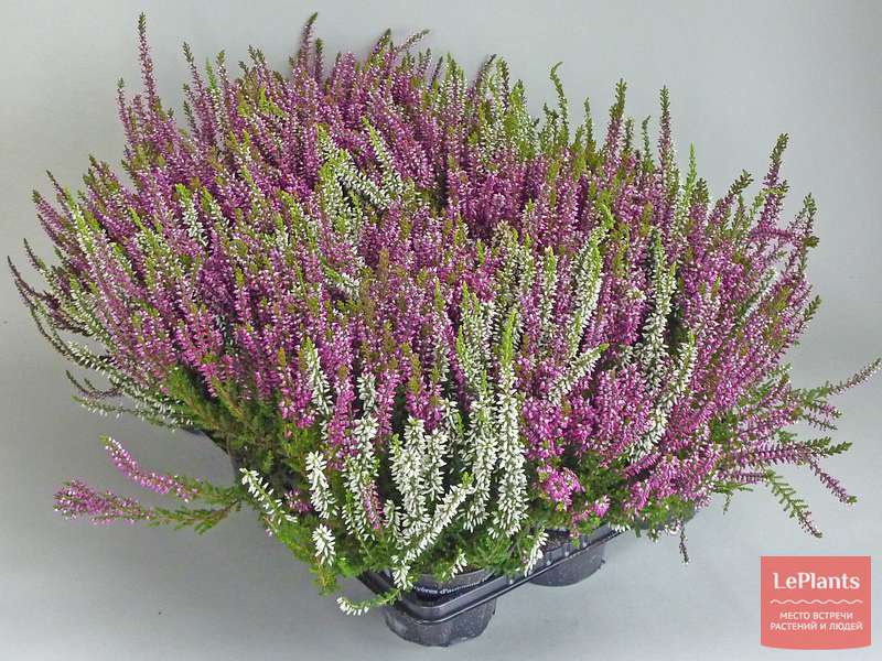 Эрика (Erica) — описание, выращивание, фото | на LePlants.ru