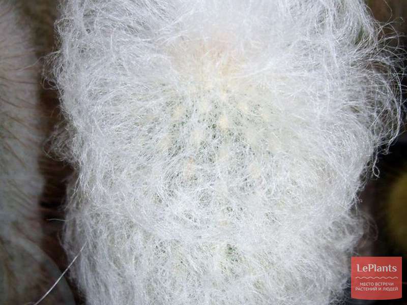 Эспостоа шерстистая (Espostoa lanata) — описание, выращивание, фото ...
