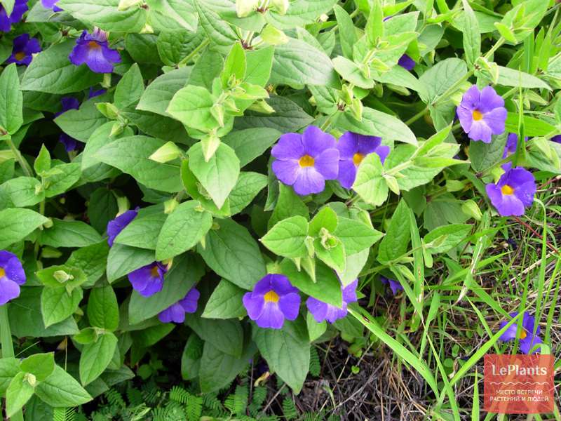 Тунбергия натальская (Thunbergia natalensis) — описание, выращивание ...