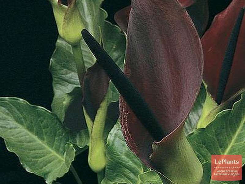 Аронник палестинский (Arum palaestinum) — описание, выращивание, фото ...