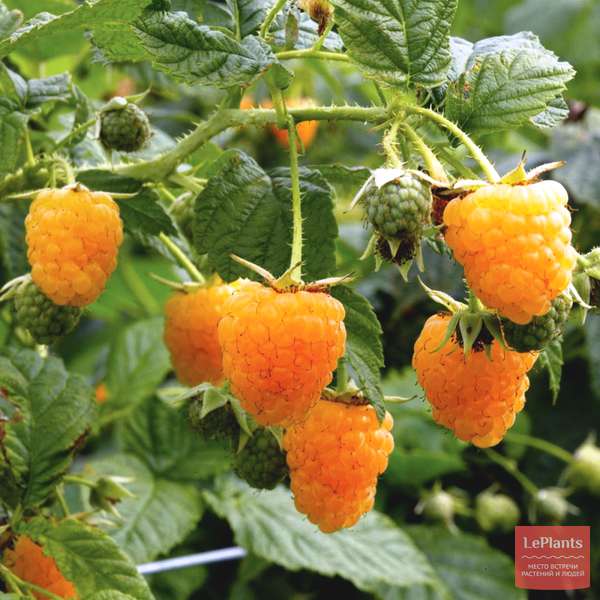 Малина обыкновенная (Rubus idaeus) — описание, выращивание, фото | на ...