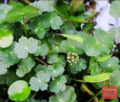 Гидрокотила лютиковая (Hydrocotyle ranunculoides) — описание ...