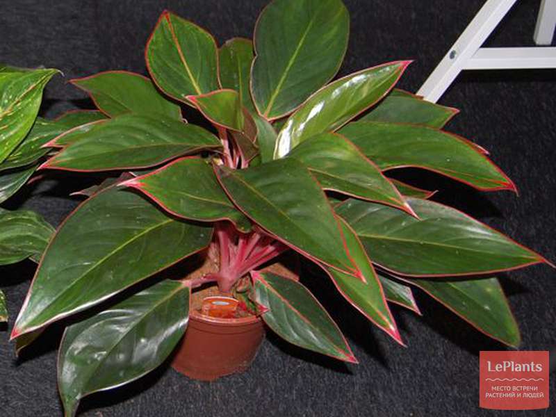 Аглаонема 'Тайволи' — Сад "Моя любовь с первого взгляда" — Надежда ...