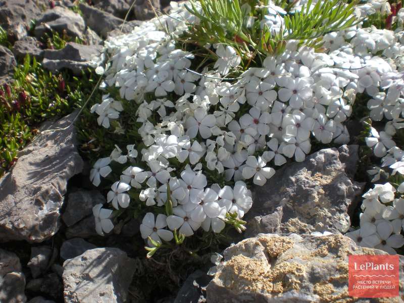 Флокс многоцветковый (Phlox multiflora) — описание, выращивание, фото ...