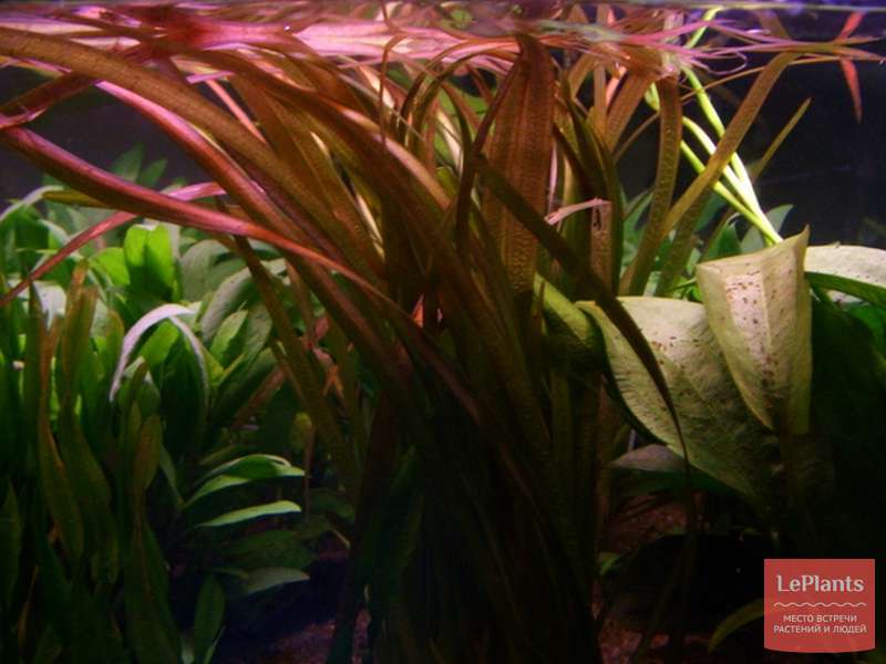 Валлиснерия красная (Vallisneria rubra) — описание, выращивание, фото ...