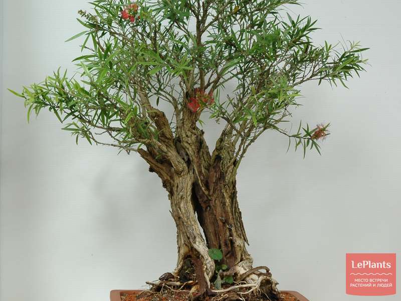 Акация серебристая (Acacia longifolia) — описание, выращивание, фото ...